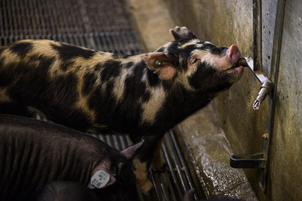 Wisconsin Miniature Swine™ – Center for Biomedical Swine Research ...